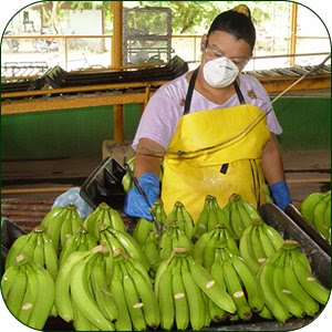 PROCESO DEL BANANO EN COSTA RICA
